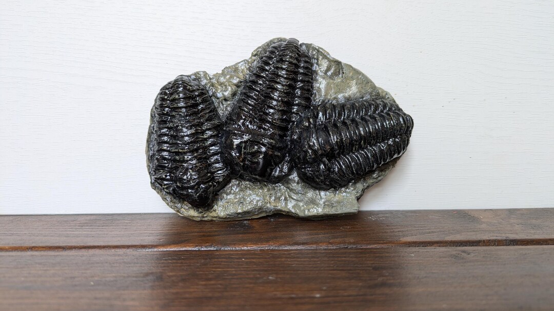 Trilobite Replicas | Phacops | Diacalymene | Dalmanites | Trimerus ...