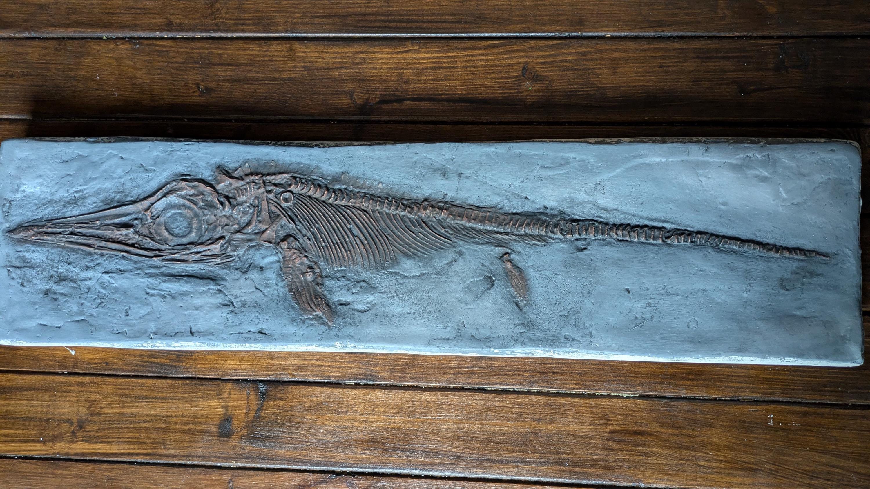 Ichthyosaur Skeleton Replicas - Etsy