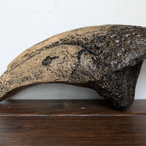 Dinosaur Claw Replicas | Raptor | Spinosaurus | Tyrannosaurus ...