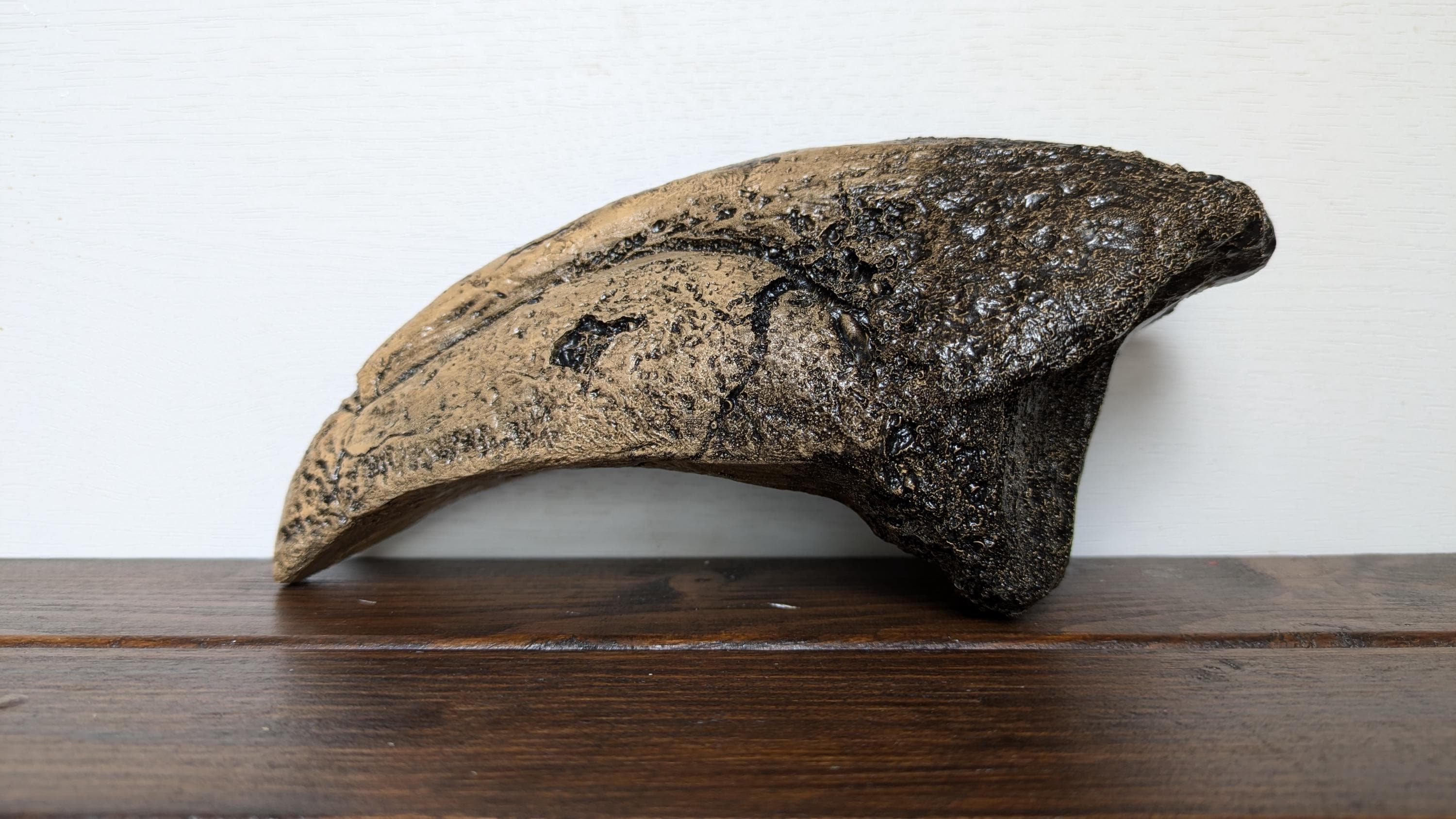 Dinosaur Claw Replicas | Raptor | Spinosaurus | Tyrannosaurus ...