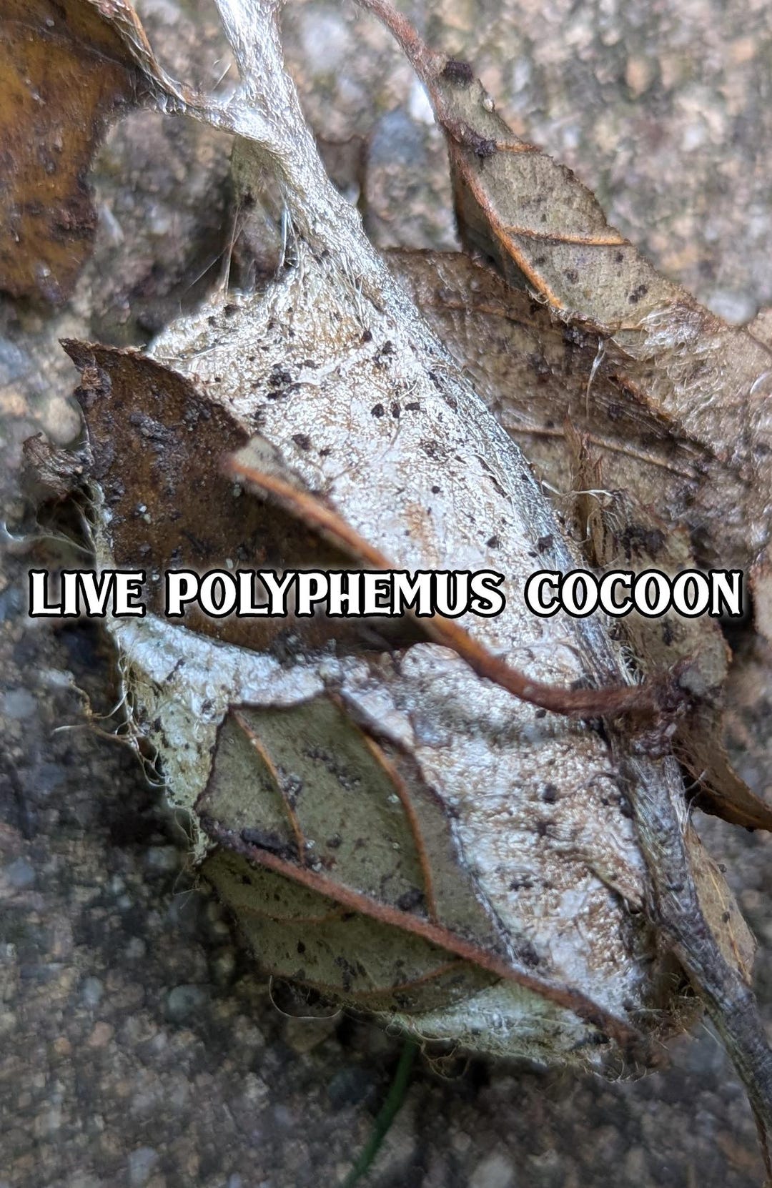 Polyphemus Moth Cocoon (saturniidae, Antheraea Polyphemus) - Etsy
