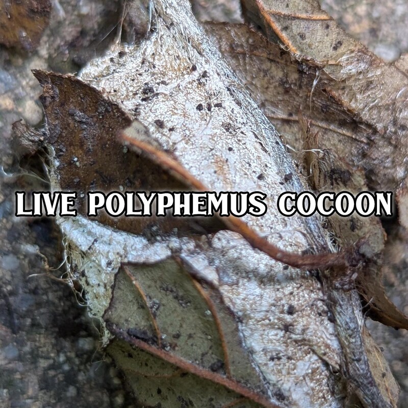 Live Moth Cocoon - Etsy