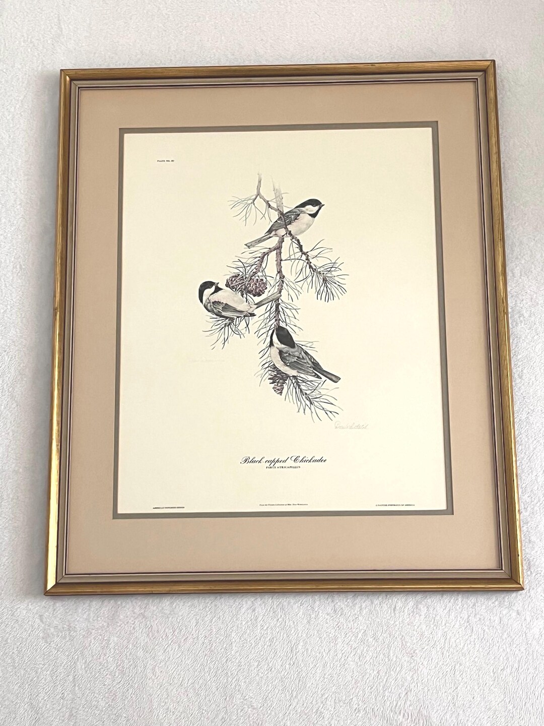 Vintage Framed Black-capped Chickadee by Don Whitlatch - Etsy