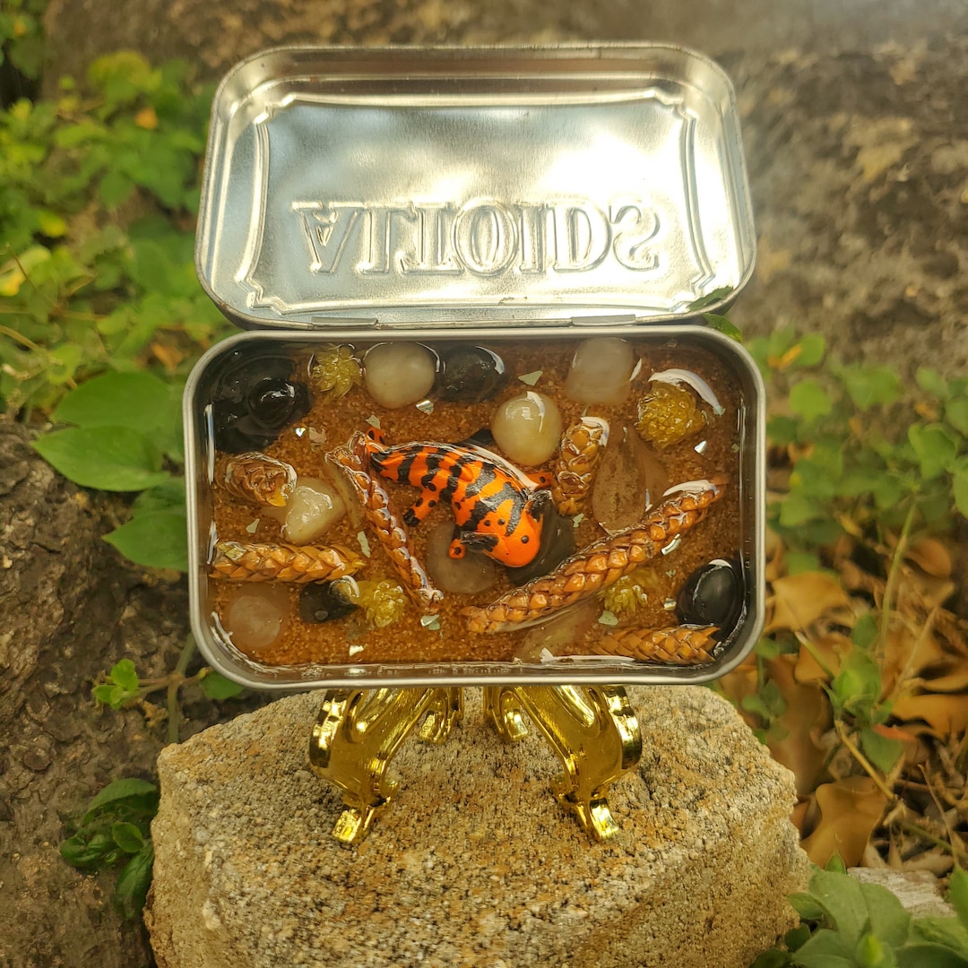 Eye of the Tiger- Miniature Resin Axolotl Fish Pond in Mint Tin - Etsy