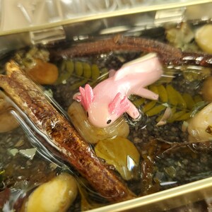 Lonely Fella- Miniature Resin Axolotl Fish Pond in Mint Tin - Etsy