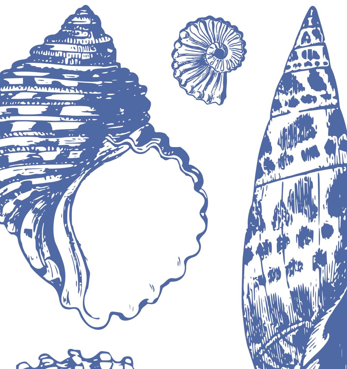 Cape Cod Seashell Wall Poster | Coastal Dorm Room Decor | Vintage Ocean ...