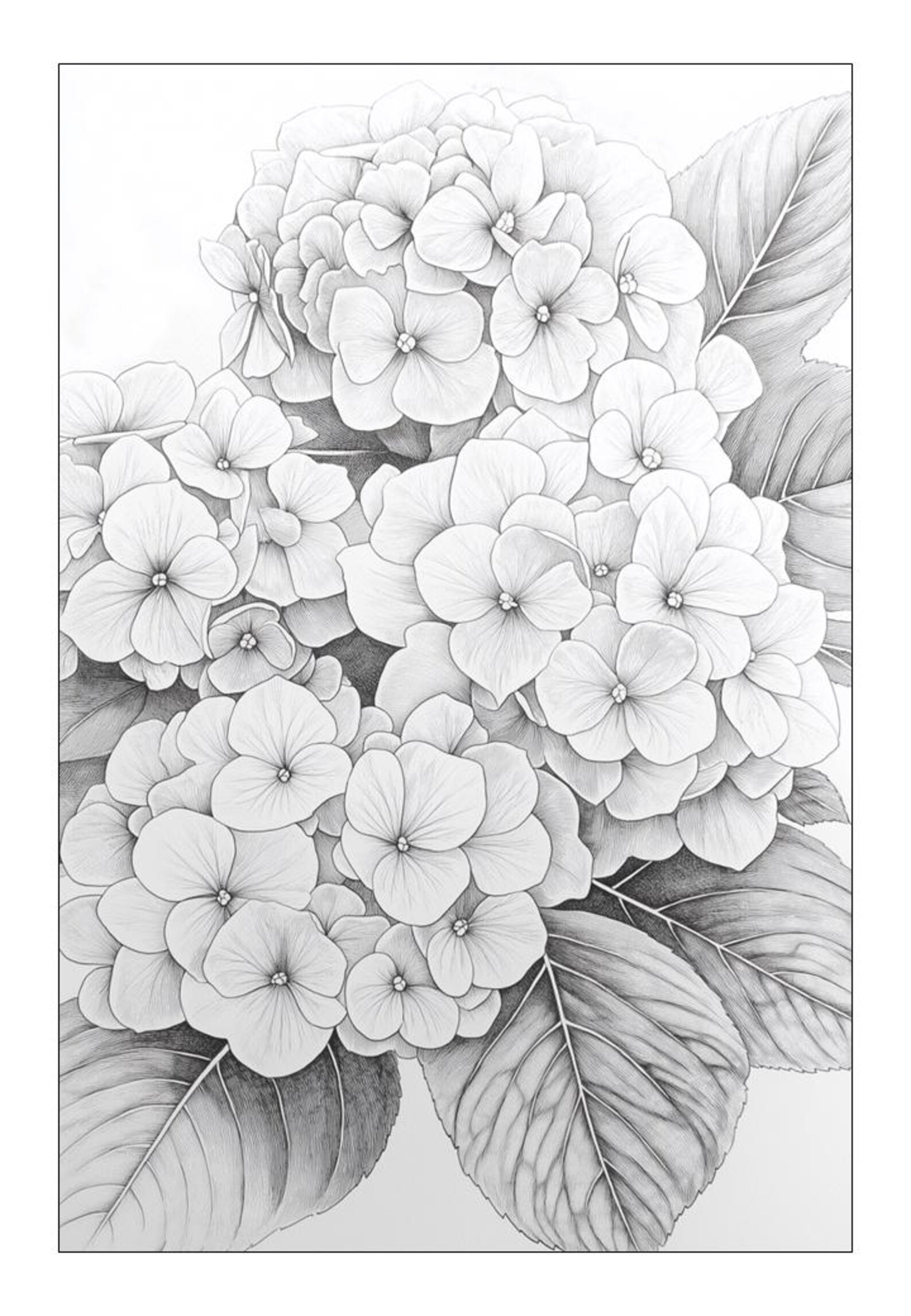 26 Printable Flower Colouring Pages in Pdf Format. There Are Two Files ...