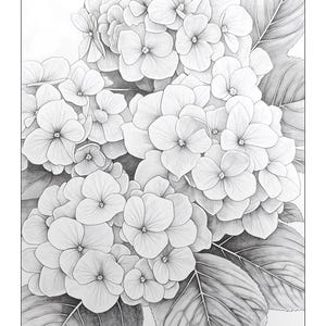 26 Printable Flower Colouring Pages in Pdf Format. There Are Two Files ...