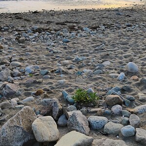 Emotional Support Rock, Frog Hand Painted Rock With Quote, Warrior Frog ...