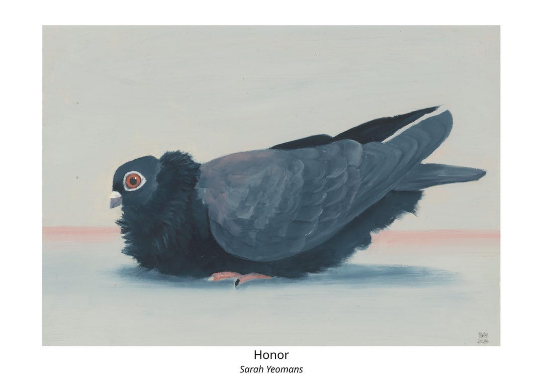 LIMITED EDITION PRINT Valencian Figurita Fancy Pigeon Art print of ...