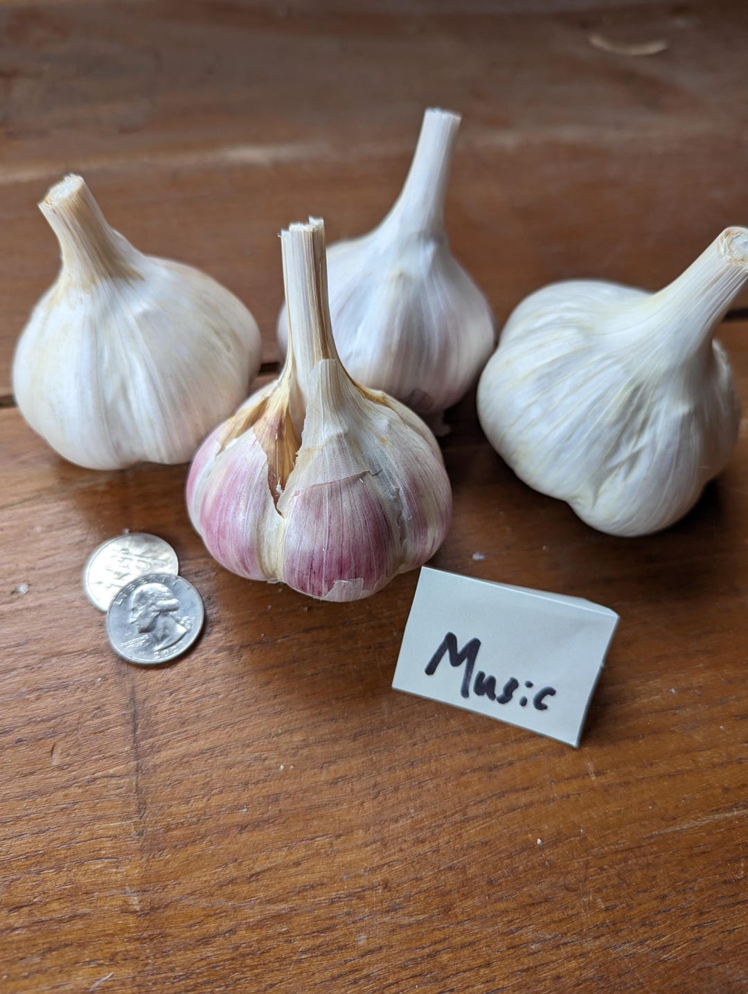 Large Garlic, Music, Georgian Fire, Georgian Crystal, Romanian Red ...