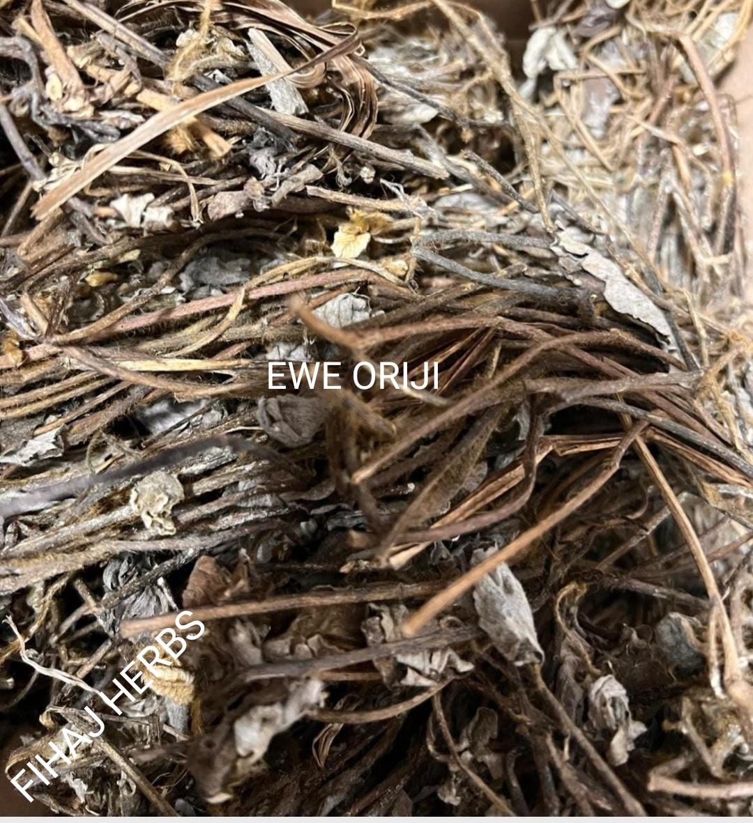 Ewe Orijin Mystical Leaves: Hannoa Undulata - Etsy