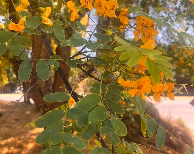 Tipuana (tipu) Tree Seeds - Etsy