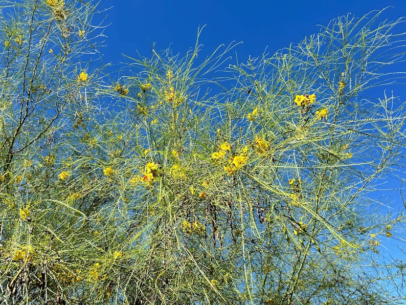 Blue Palo Verde (cercidium Microphyllum) Seeds - Etsy