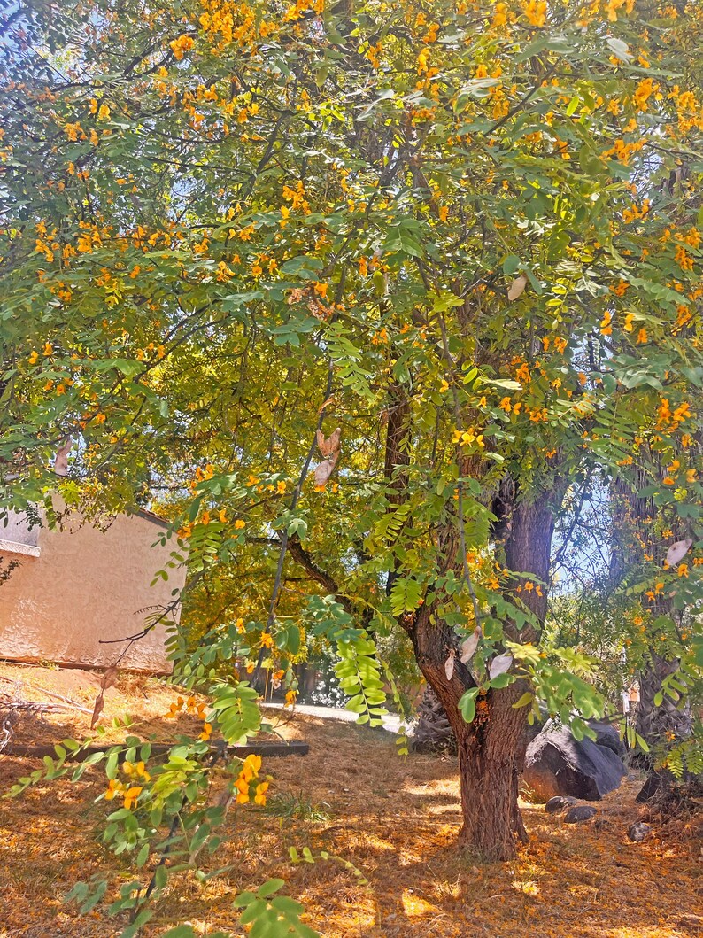 Tipuana tipu Tree Seeds - Etsy