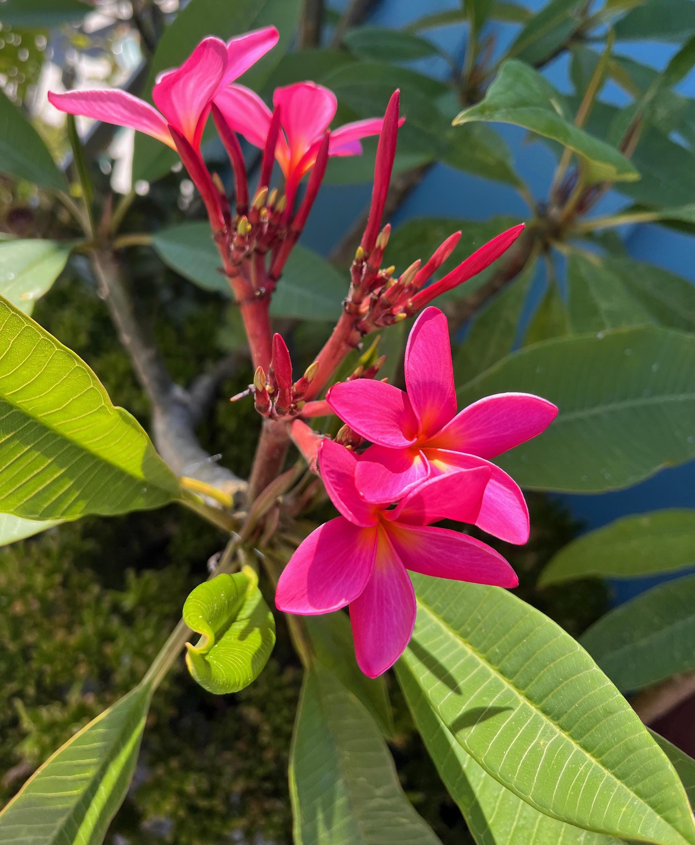 Plumeria- Live Stocks for Planting. - Etsy
