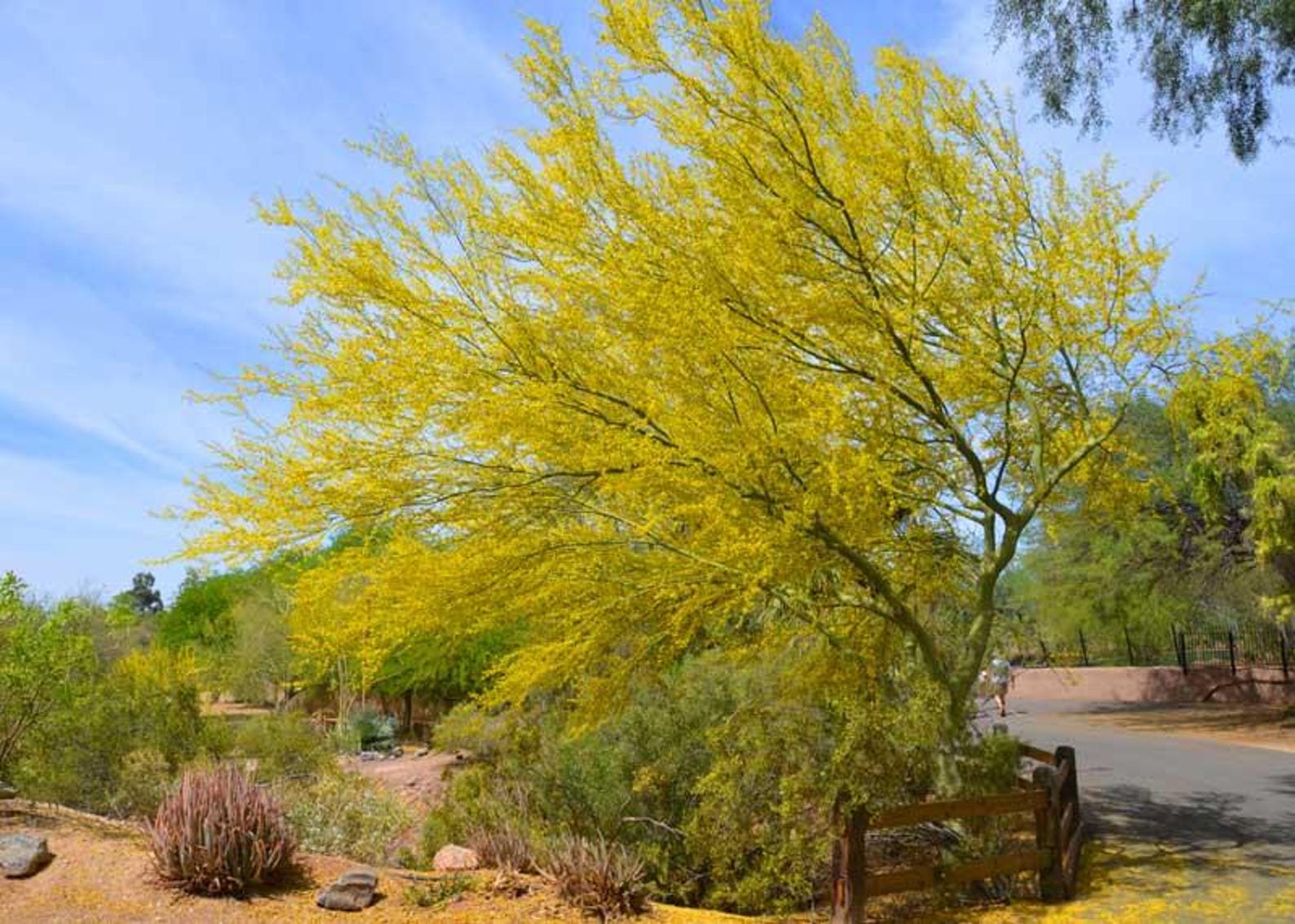 Blue Palo Verde (cercidium Microphyllum) Seeds - Etsy