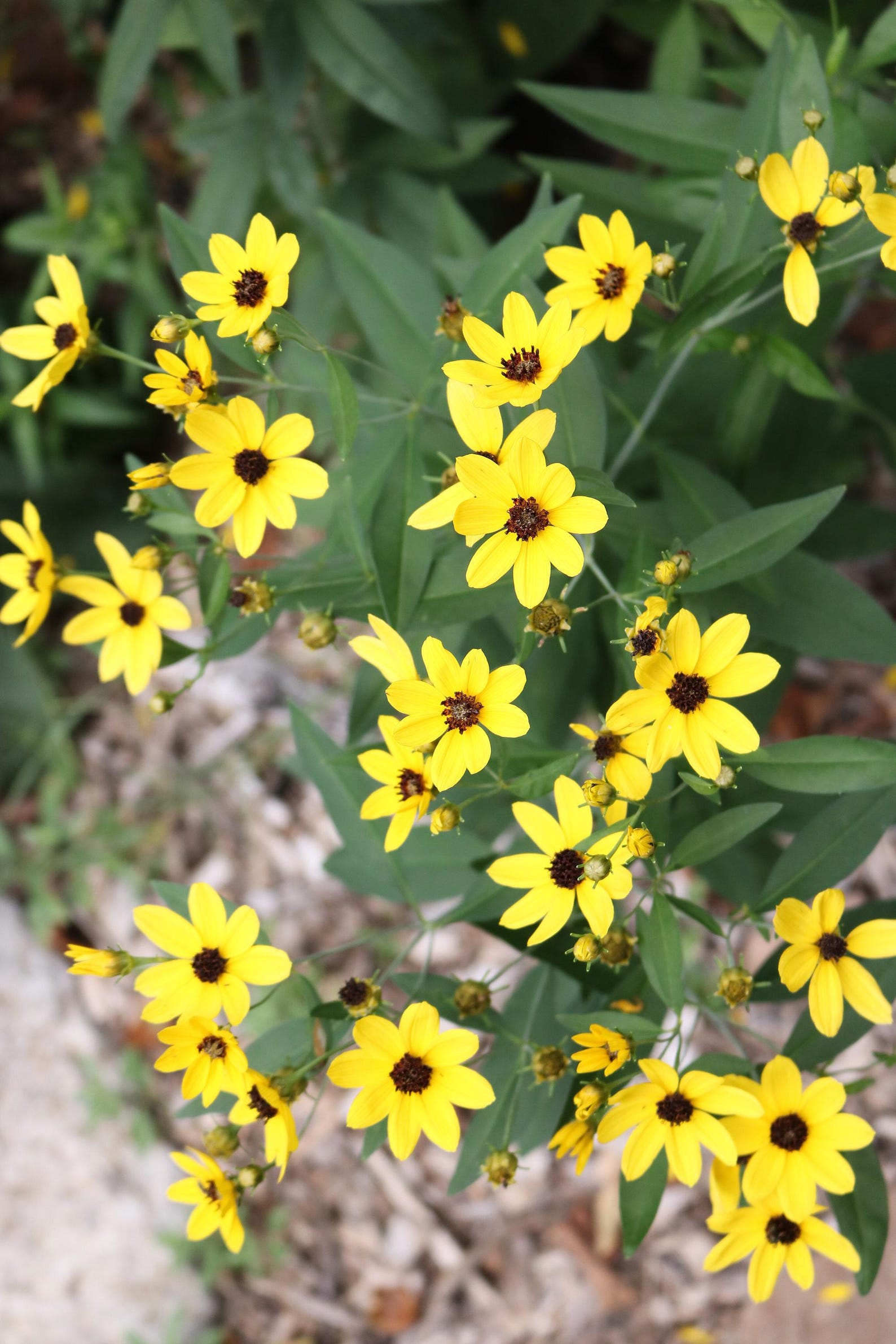 Coreopsis Tripteris - Tall Coreopsis, Tall Tickseed - 4.5" Quart Pot - Etsy