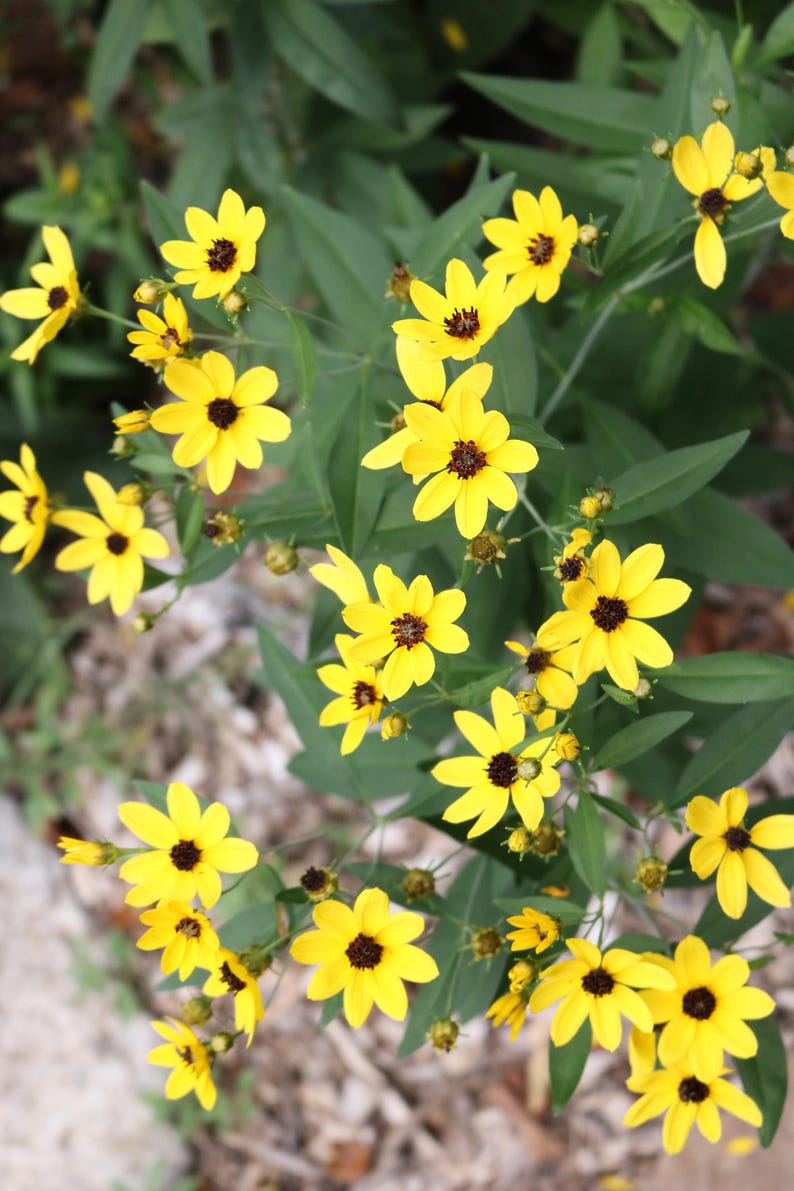 Coreopsis Tripteris - Tall Coreopsis, Tall Tickseed - 4.5" Quart Pot - Etsy