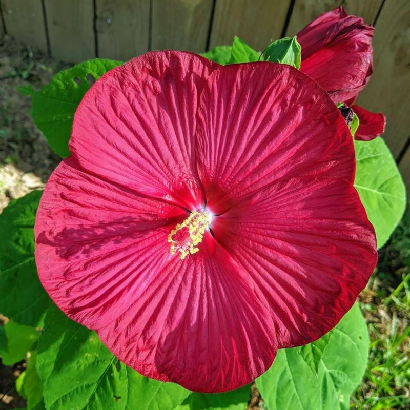 Hibiscus Plant - Etsy
