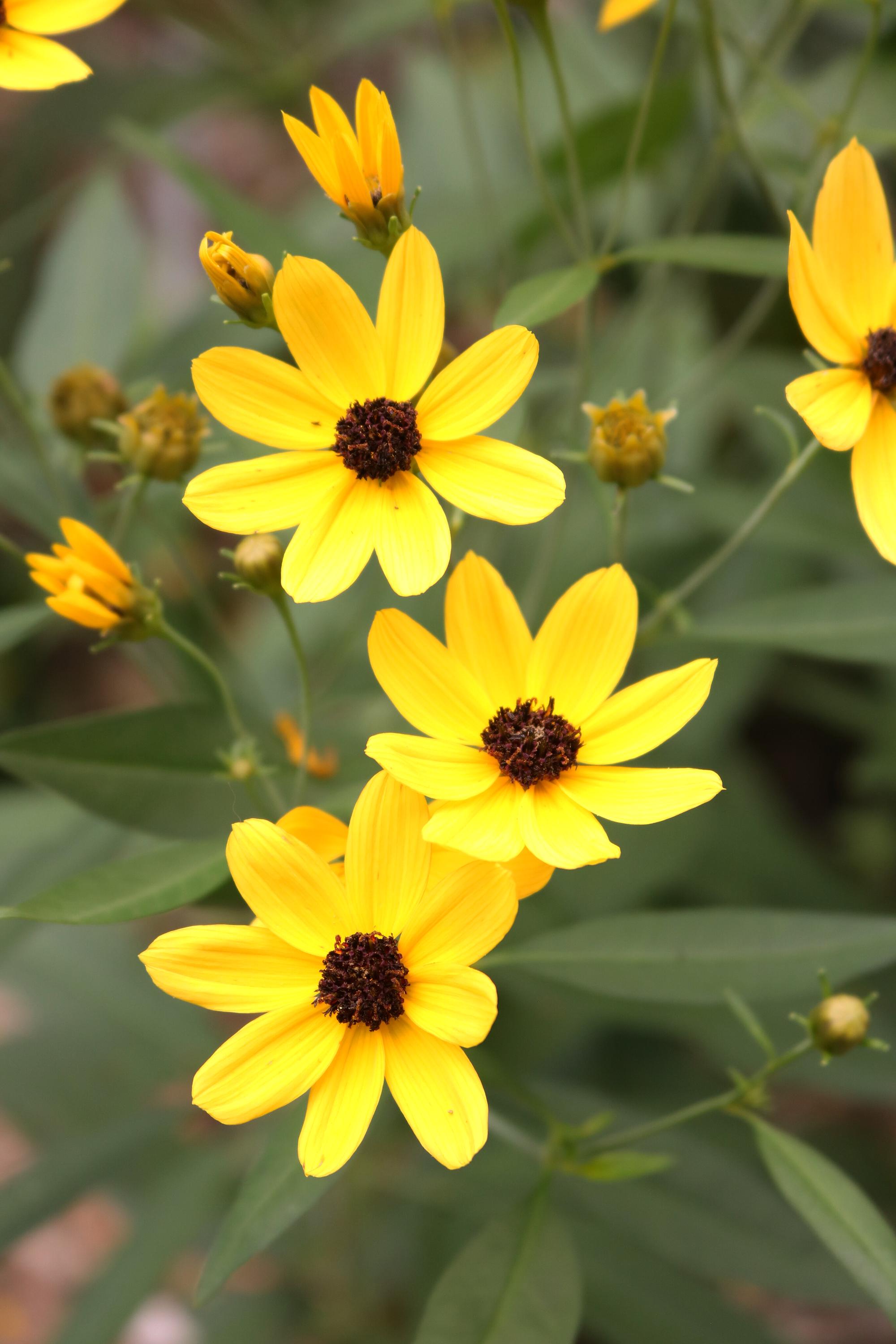 Coreopsis Tripteris - Tall Coreopsis, Tall Tickseed - 4.5" Quart Pot - Etsy