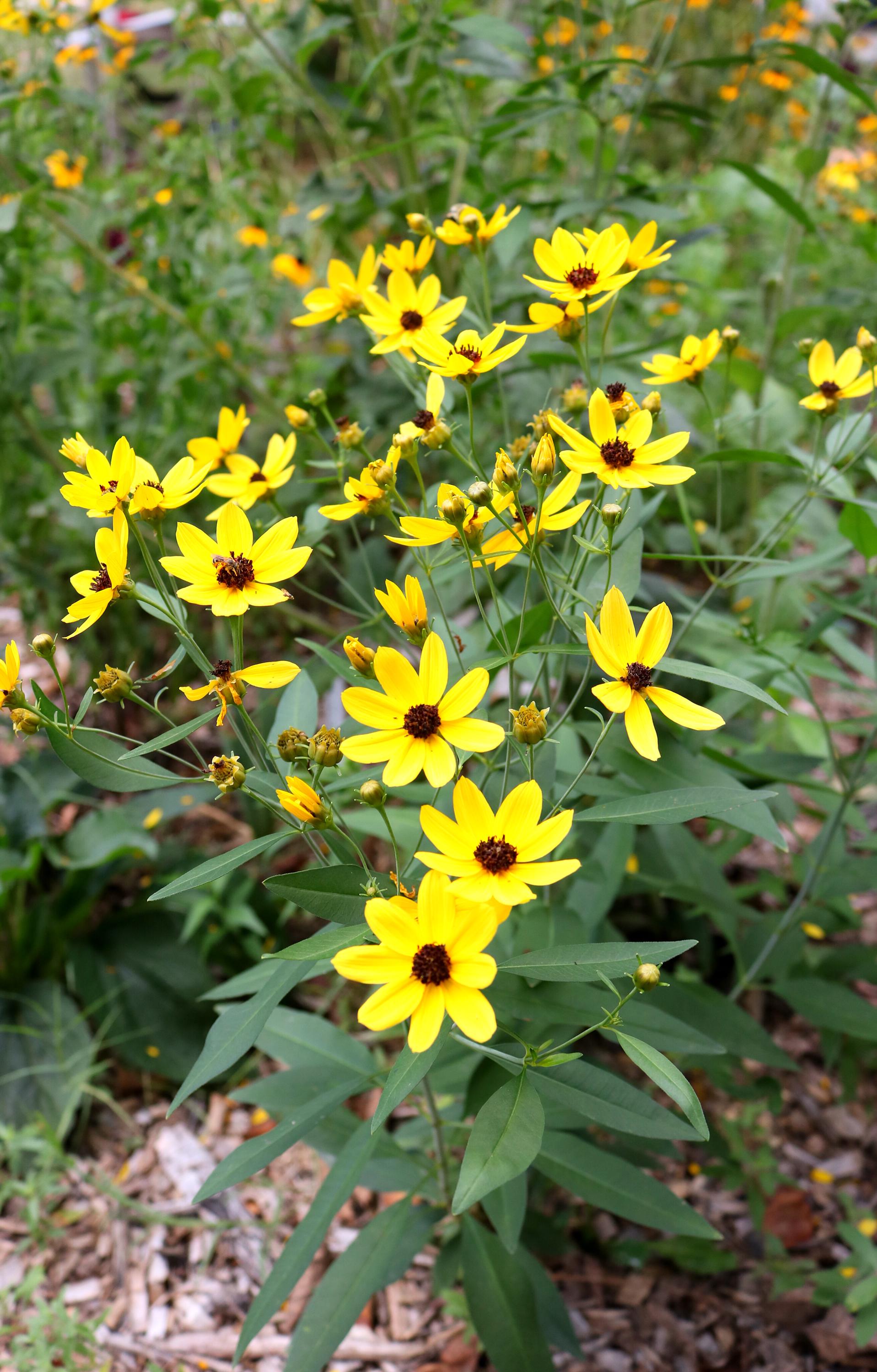Coreopsis Tripteris - Tall Coreopsis, Tall Tickseed - 4.5" Quart Pot - Etsy