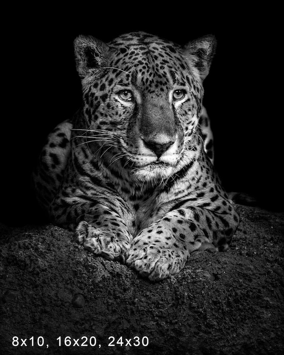 Black And White Animal Portraits