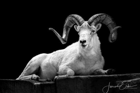 White Dall Sheep
