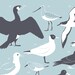 Bird Print, British Coast Birds Screen Print, Birds Art Print, Birds ...