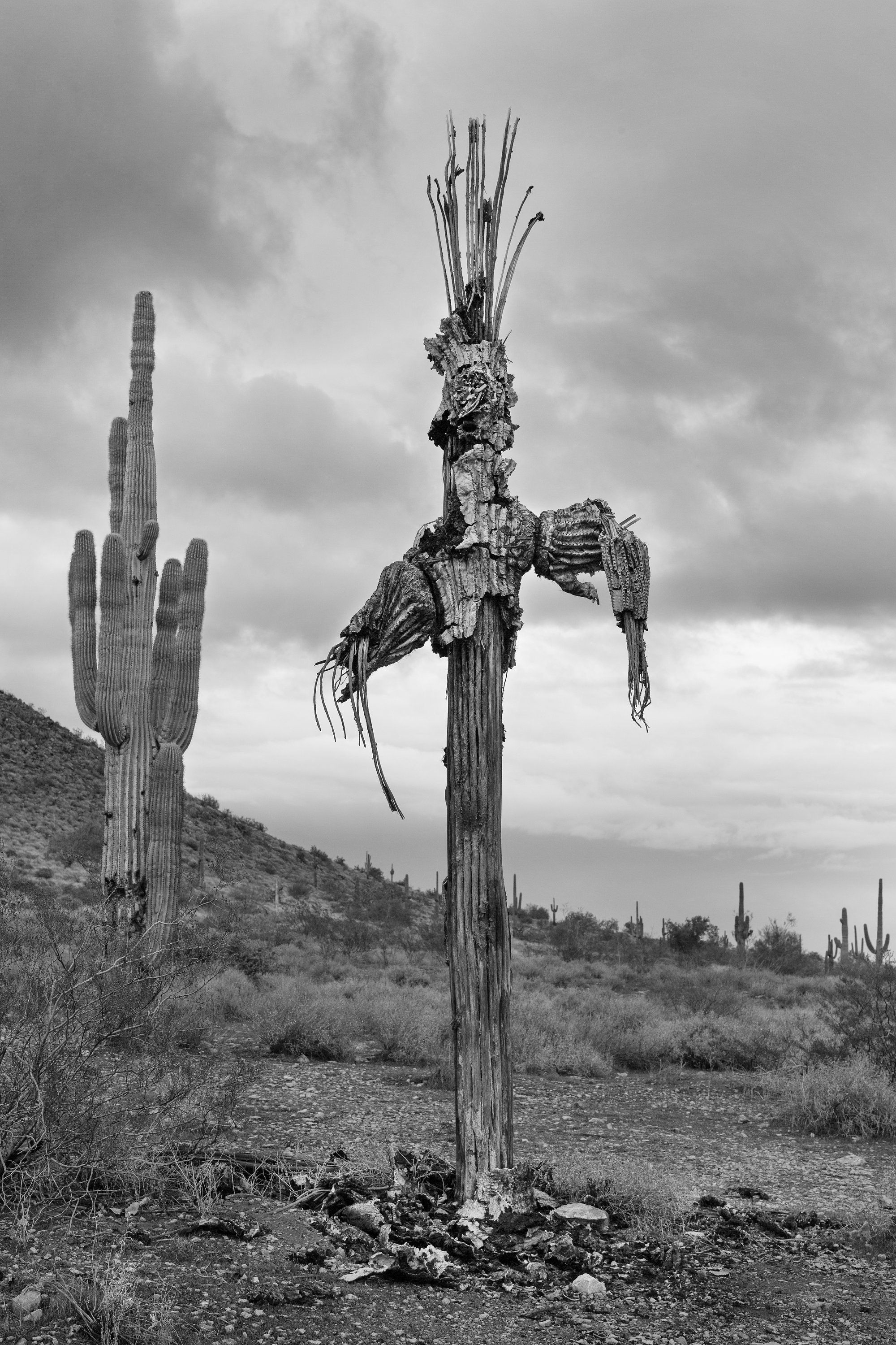 The Guardian. the Skeleton of a Magnificent Old Saguaro Cactus Stands ...