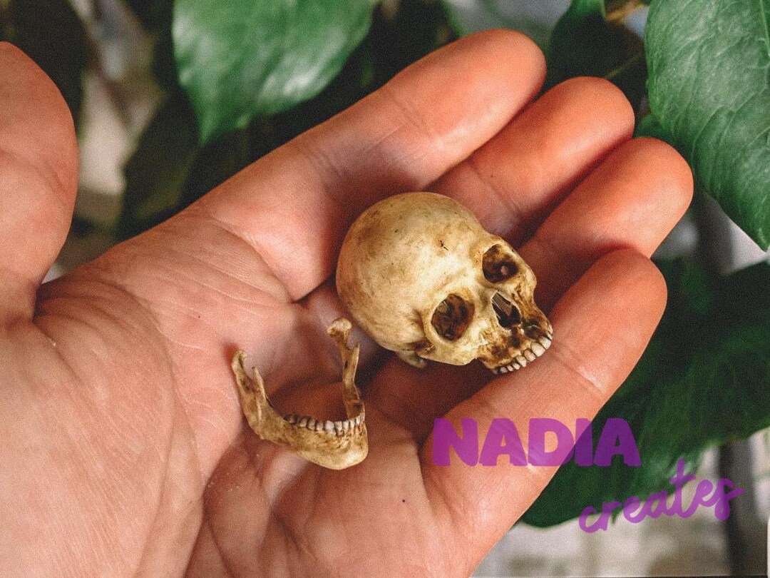 Realistic Human Skull Small Human Skull Skeleton Head Decor 11 Inches ...