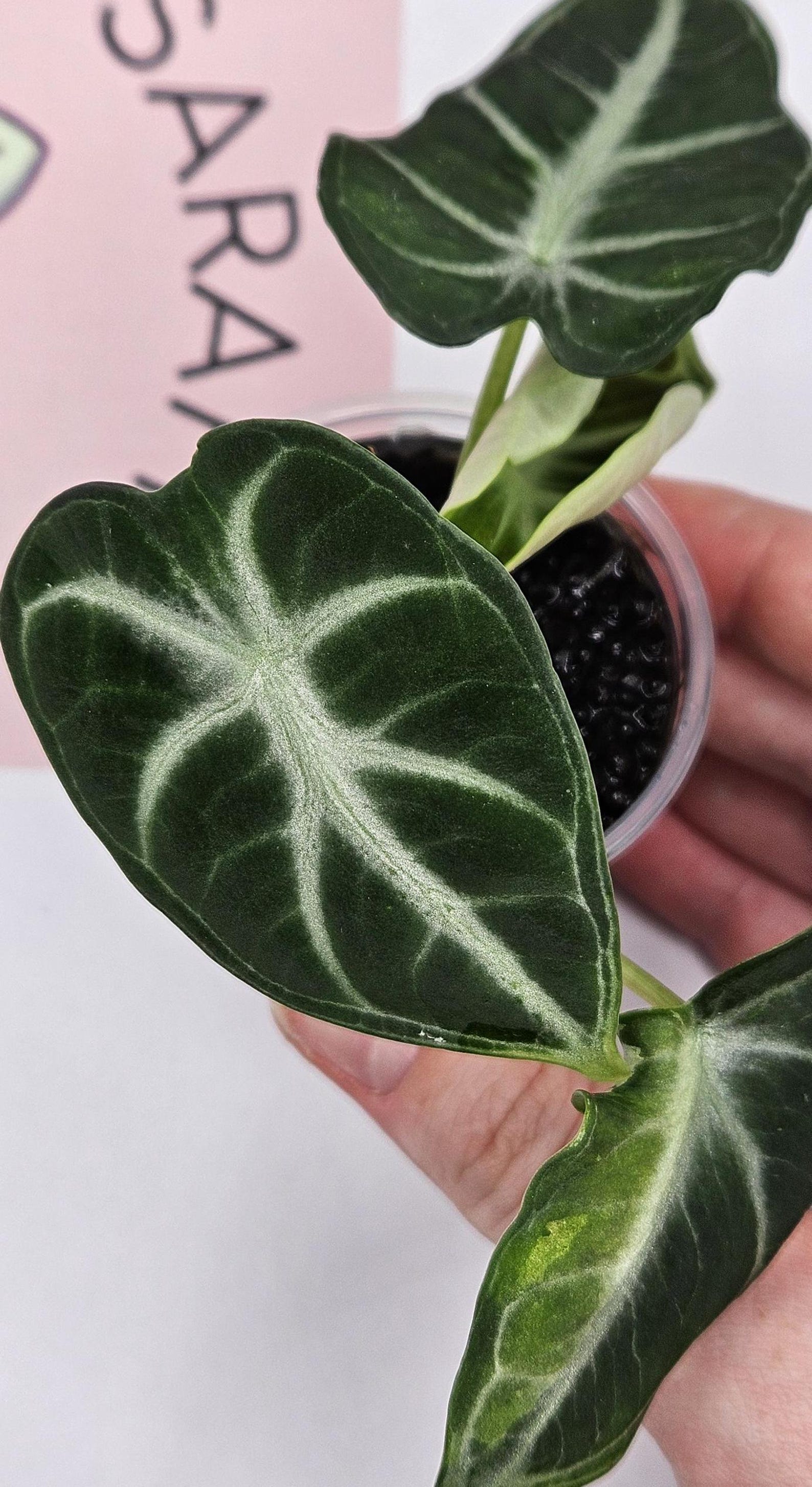 Alocasia Ninja Aurea Variegated - Etsy