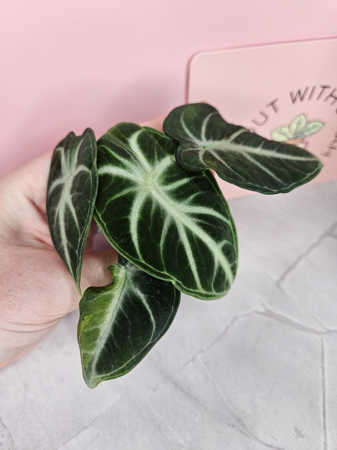 Alocasia Ninja Aurea Variegated - Etsy