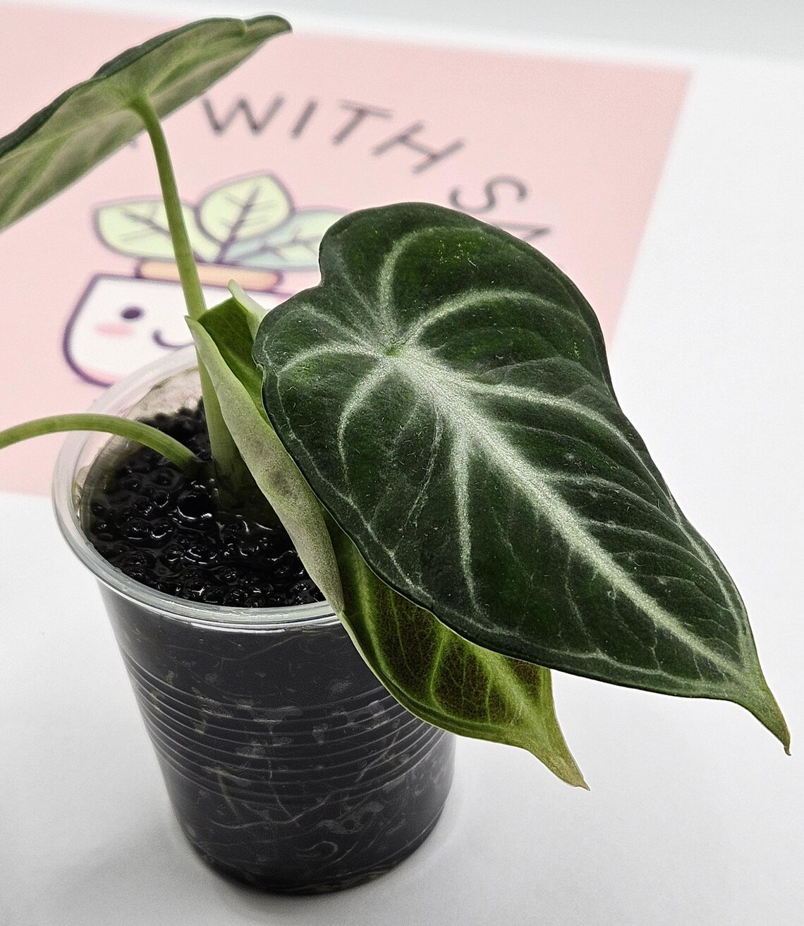 Alocasia Ninja Aurea Variegated - Etsy