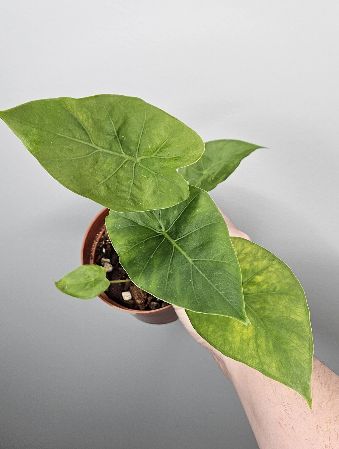 Alocasia Odora Gageana Variegated grower Choice - Etsy