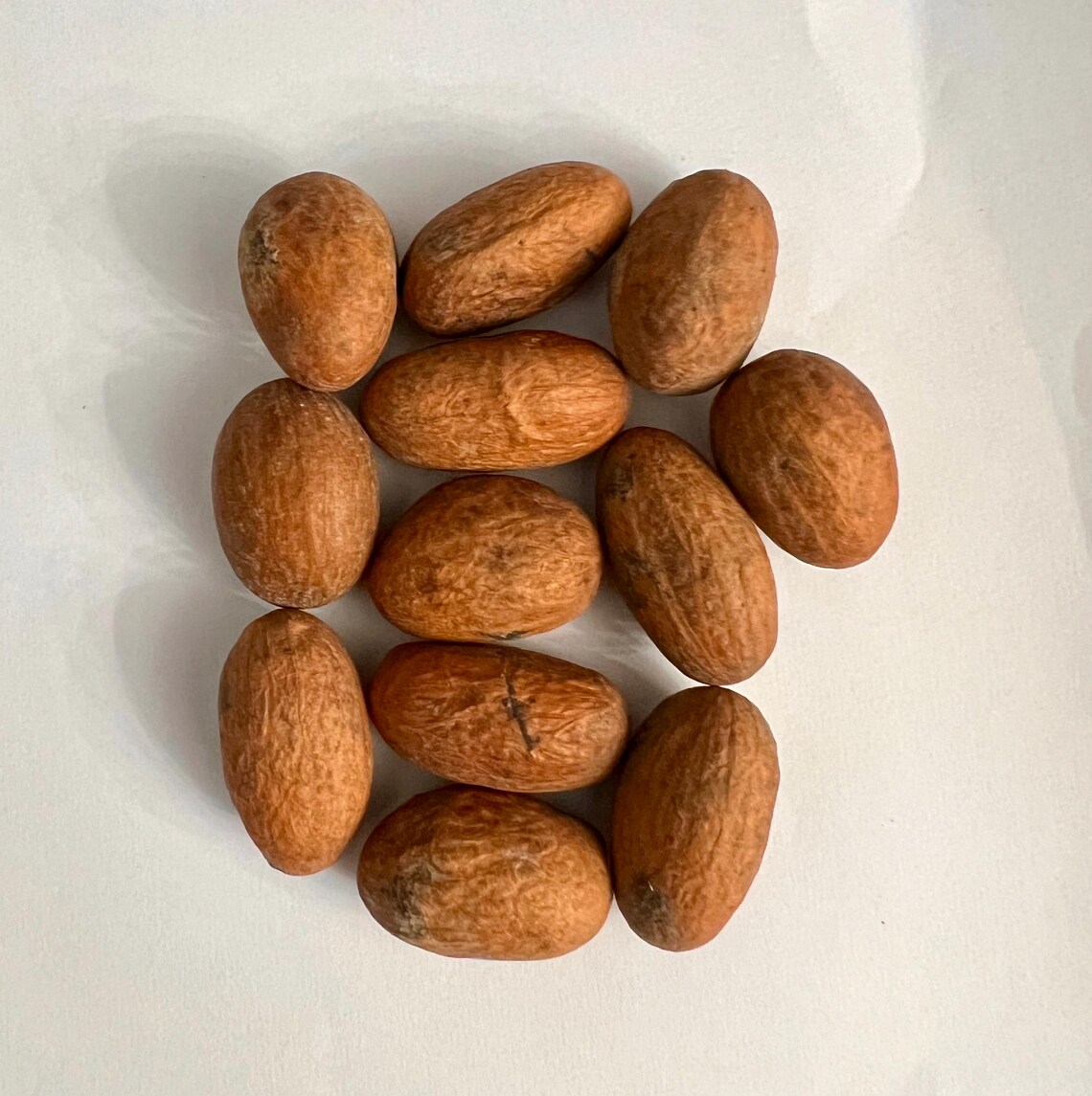 Bitter Kola Nut, Fresh Garcinia Kola - Organic African Orogbo - Etsy