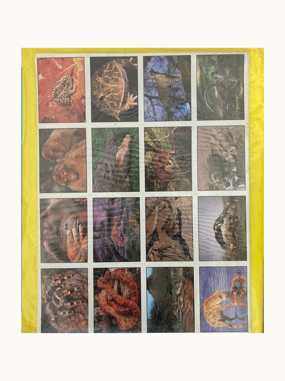 Jungle Animals vintage sticker album with complete set of 240 | Etsy