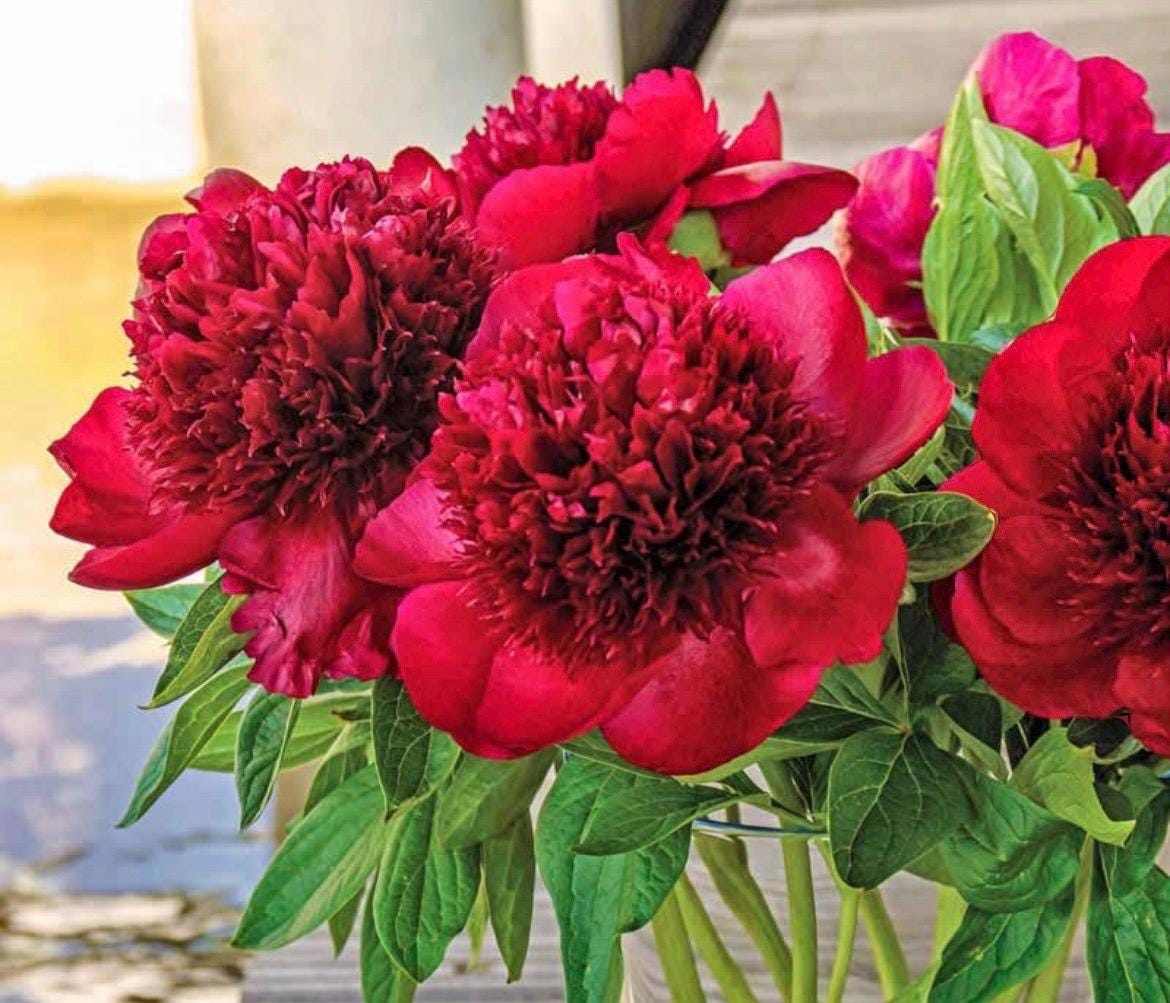 New*elegant Peony Roots ~ Red Charm - Etsy