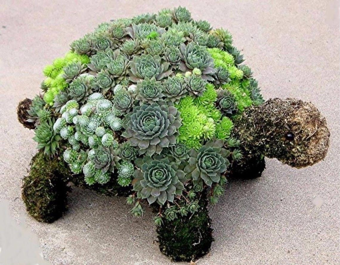 Whimsical Succulent Turtle Topiary DIY Kit! *NEW* (FREE Shipping) - Etsy