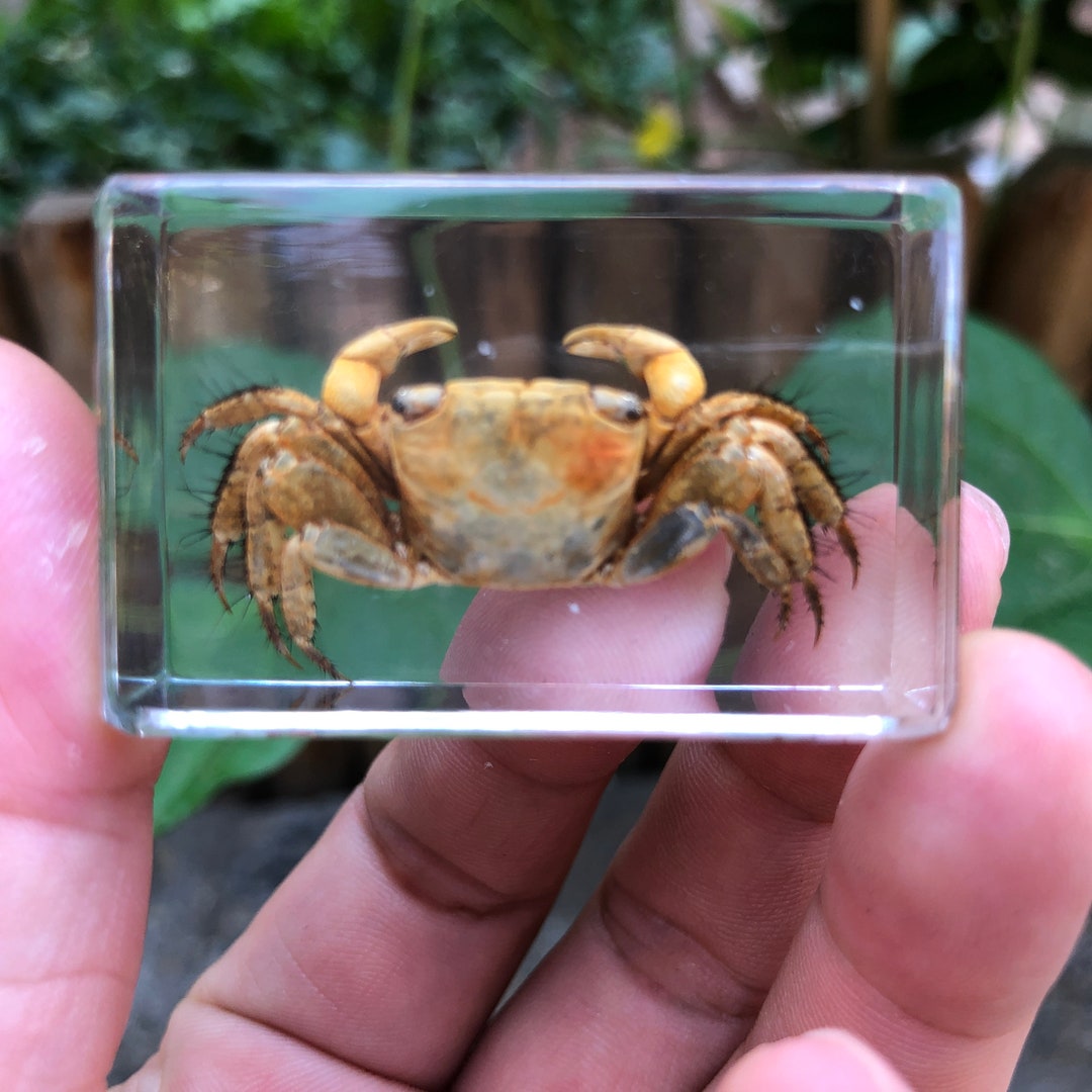 Natural Crab Taxidermy in Transparent Lucite Block Paperweight Deep Sea ...
