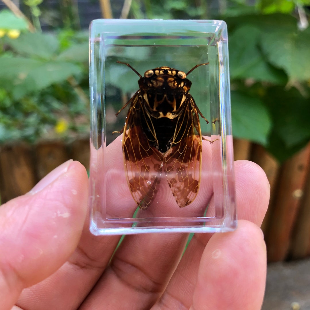 Real Cicada Taxidermy, Insect Animal in Resin Block Paperweight Wired ...