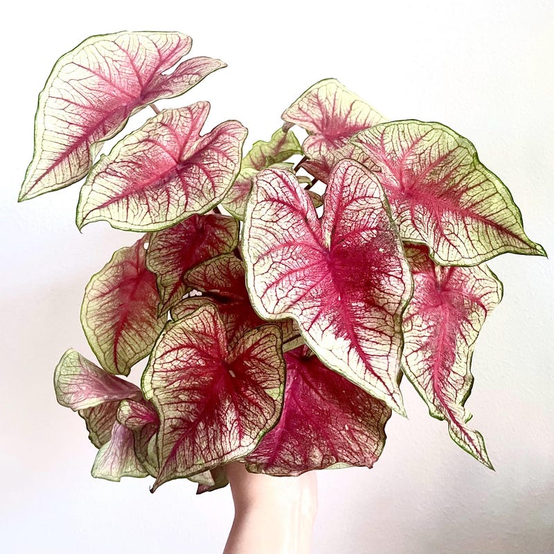 Caladium - Etsy