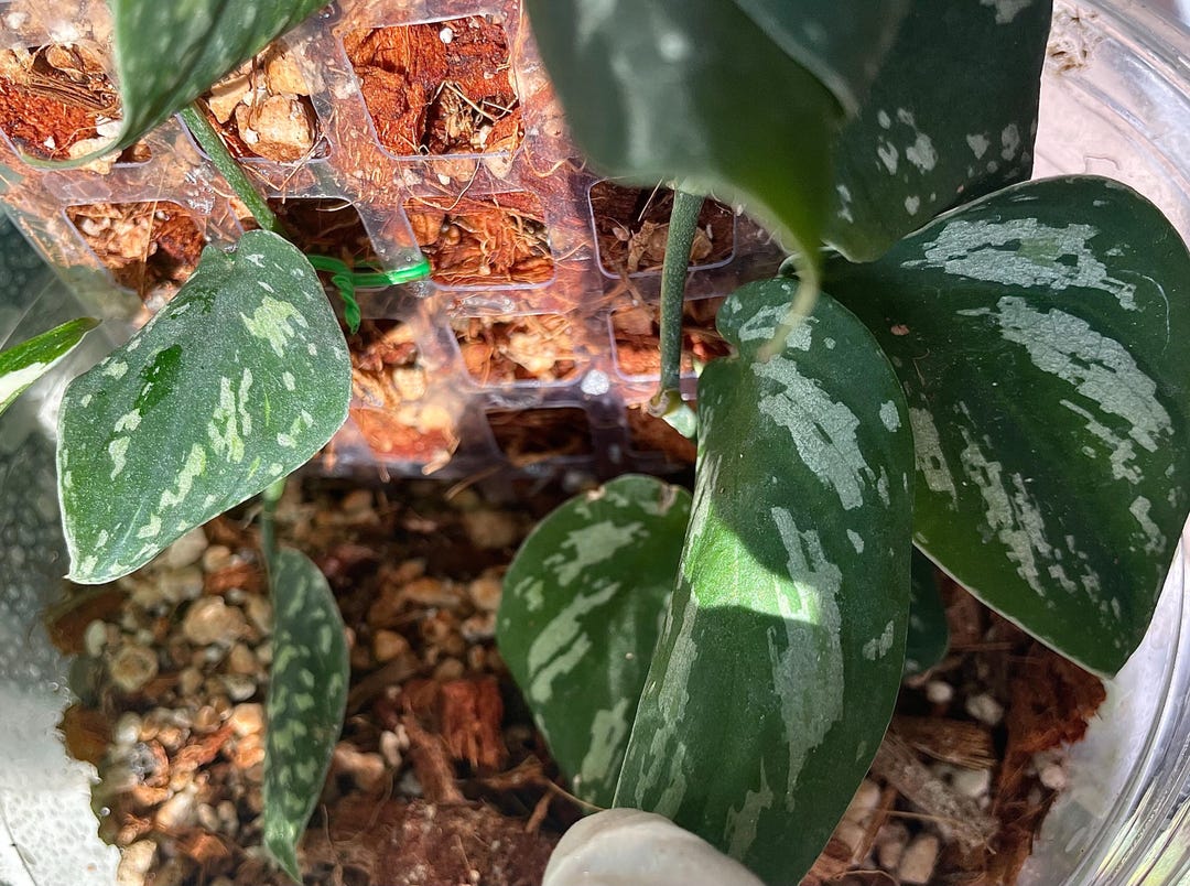 RARE Scindapsus Tricolor Starter Plant (ALL Plants Require You to ...