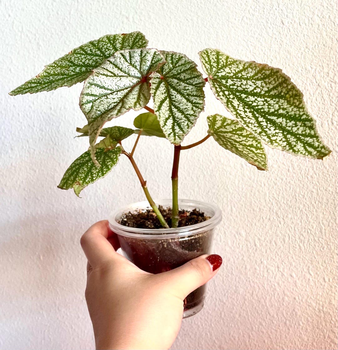 Begonia White Ice 2 Cuttings ALL PLANTS Require You to Purchase ANY 2 ...