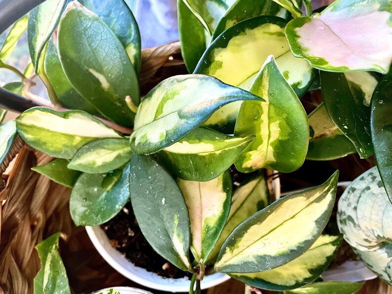 Hoya Tricolor 2 Cuttings (ALL PLANTS Require You to Purchase ANY 2 ...