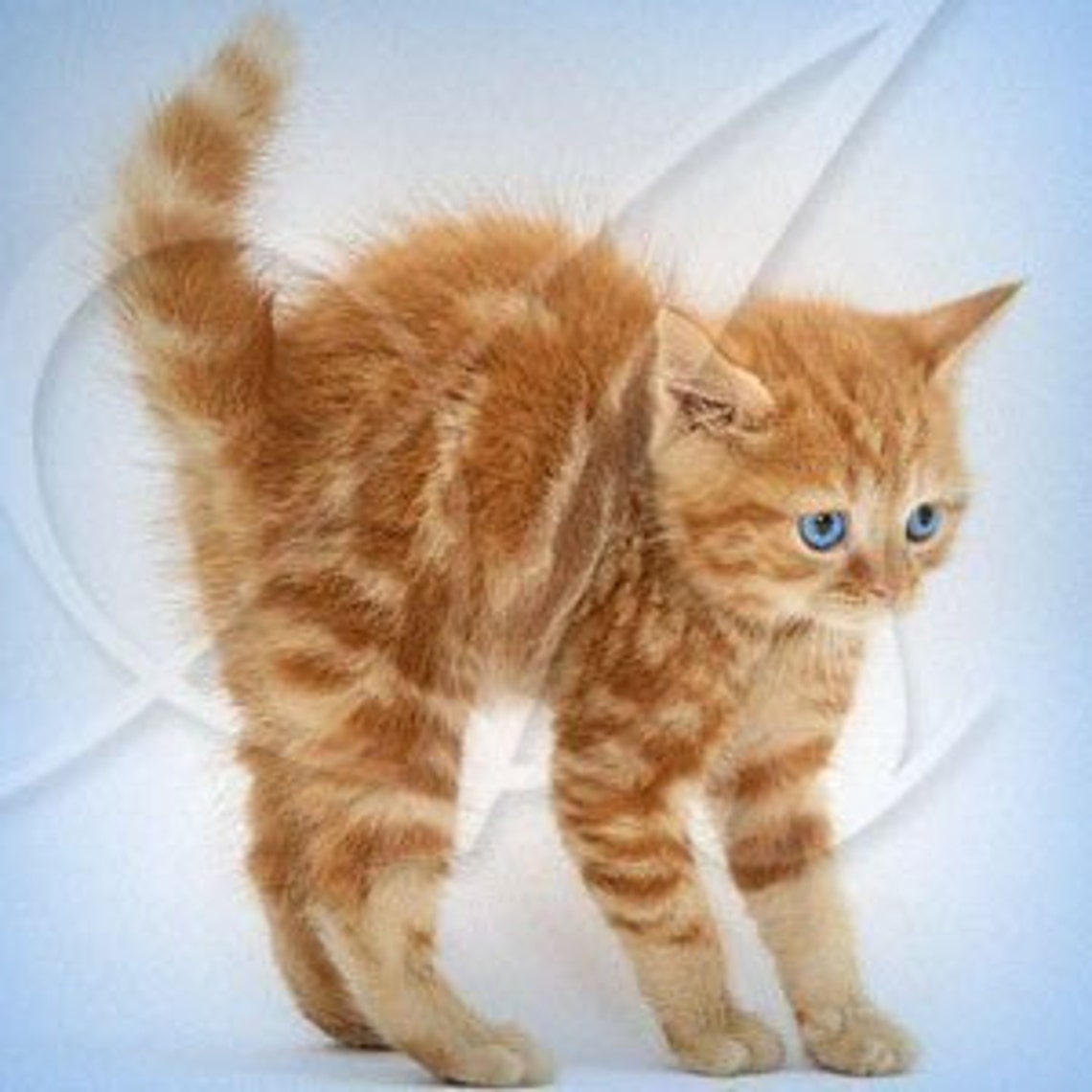 Cats 3 Sizes Inchies, 7-8 Inch, AND Scrabble Tile Size .75 X .83 Inch ...