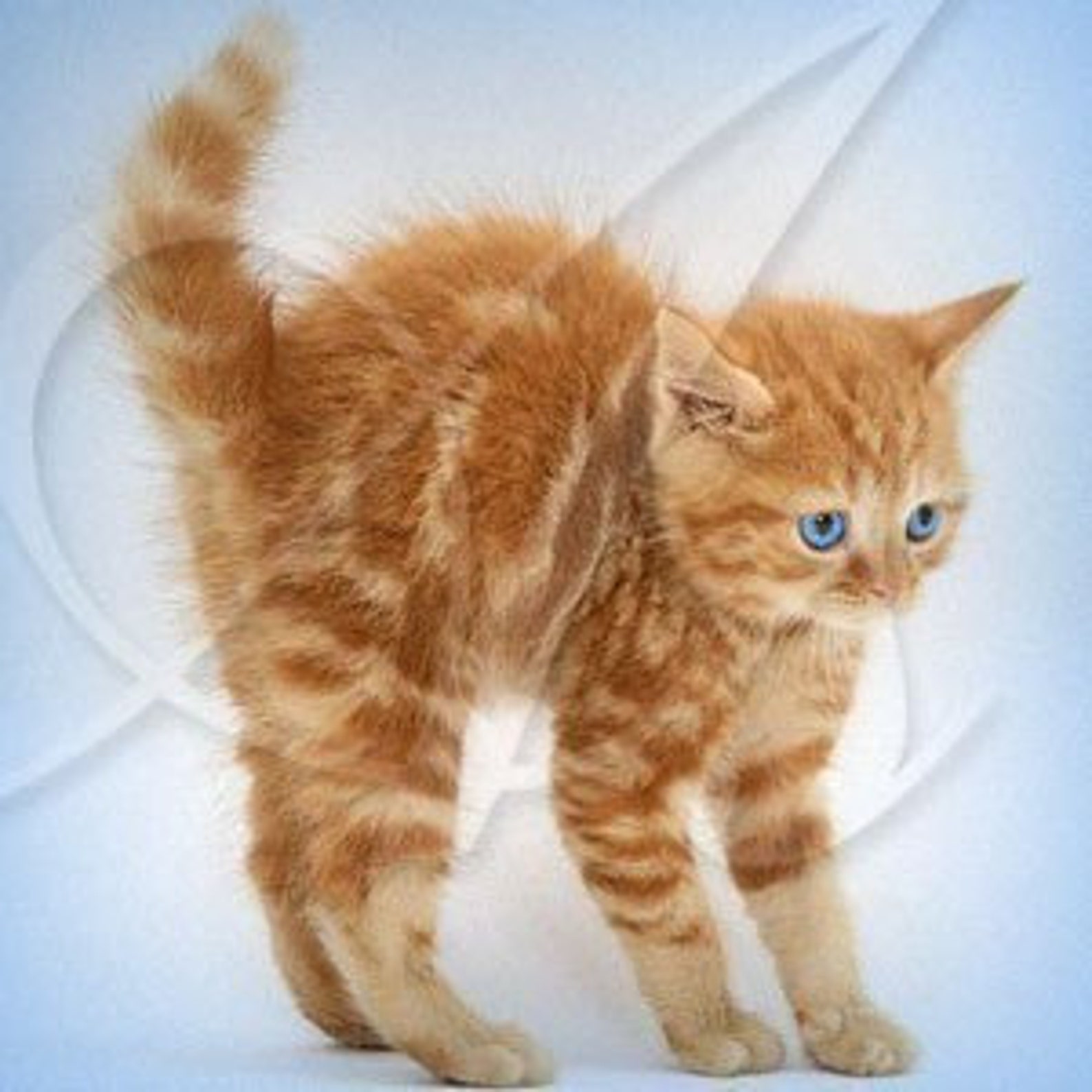 Cats - 3 Sizes - Inchies, 7-8 Inch, AND Scrabble Tile Size .75 X .83 ...