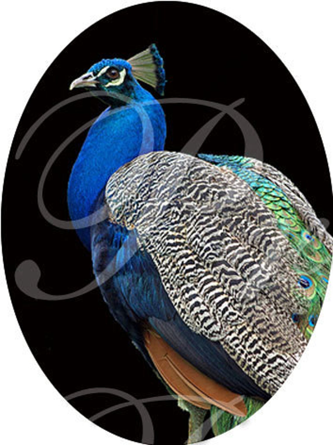 Peacock Fancy - 30 X 40 Mm Ovals - INSTANT DOWNLOAD - Digital Collage ...