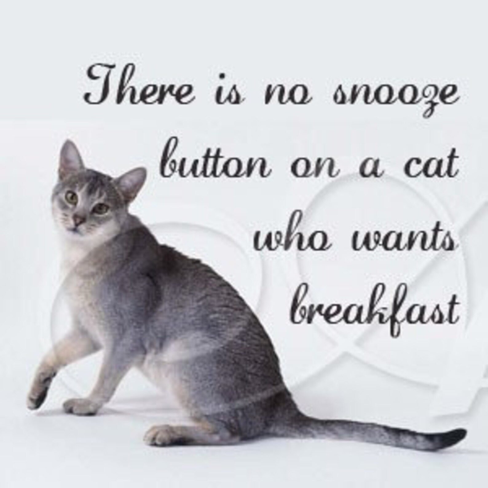 Cats - 3 Sizes - Inchies, 7-8 Inch, AND Scrabble Tile Size .75 X .83 ...