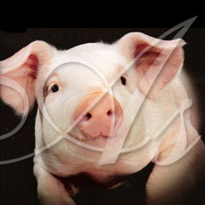 Pigs 3 Sizes Inchies, 7-8 Inch, and Scrabble Tile Size .75 X .83 Inch ...